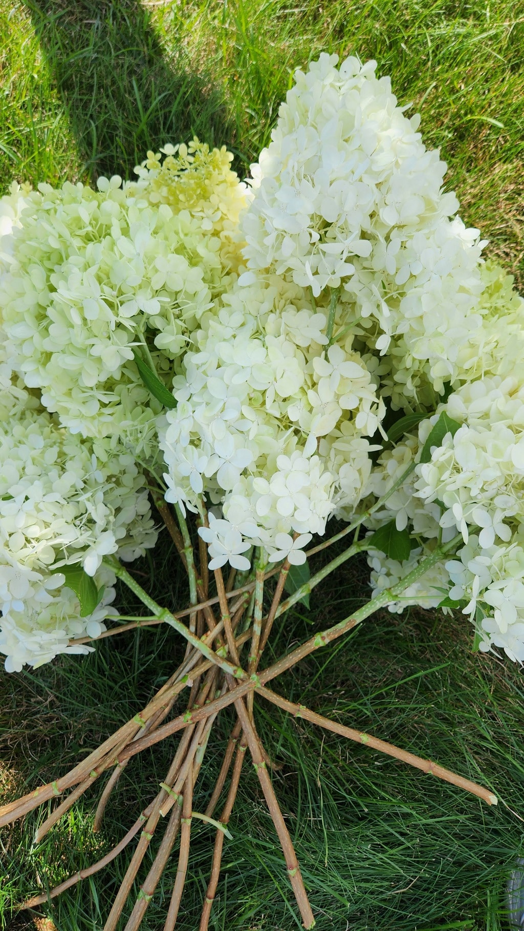 Arranging a White Hydrangea Bouquet